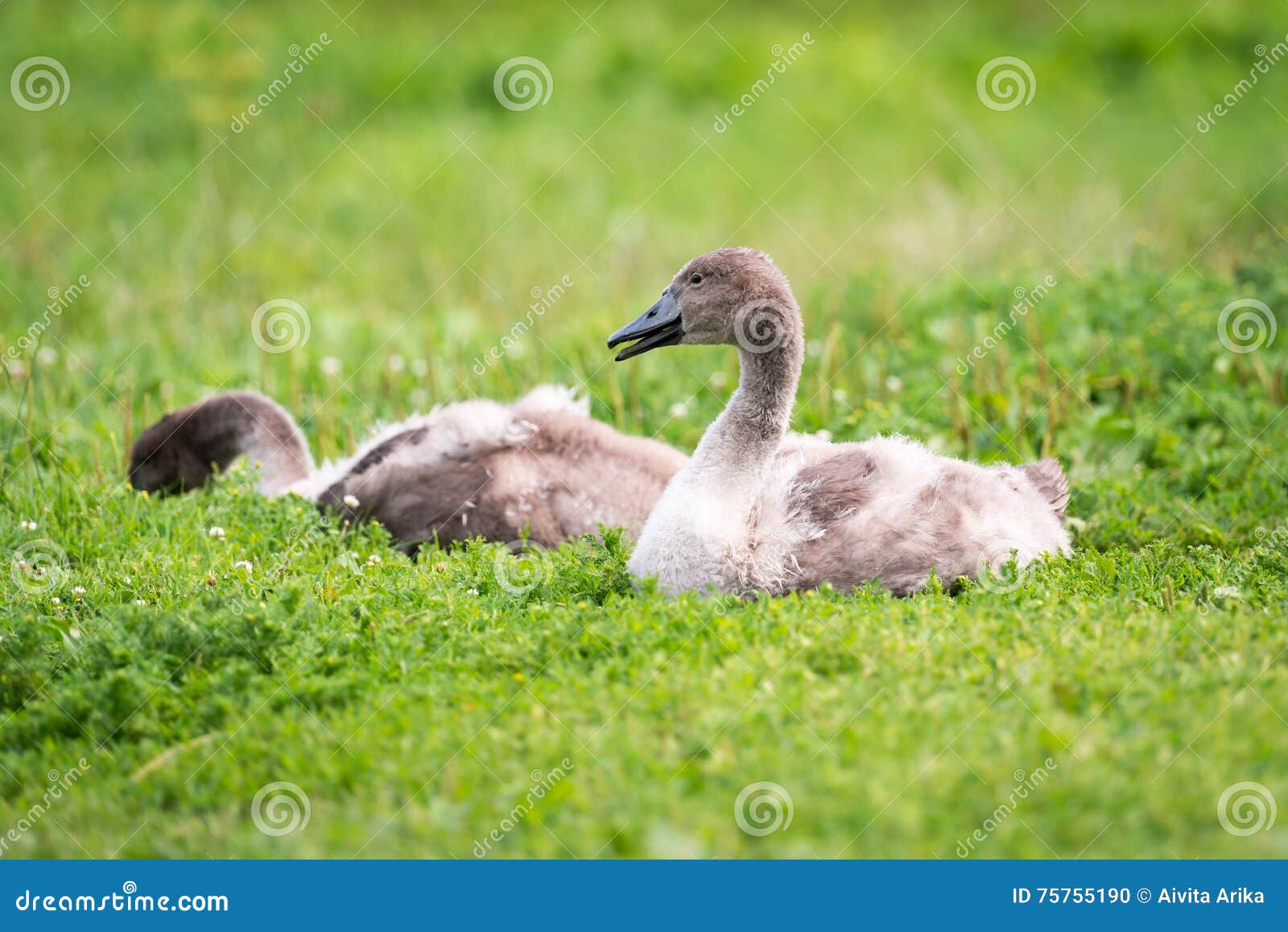 Piccolo Giovane Cigno O Cigno Nell'erba Fotografia Stock - Immagine di ...