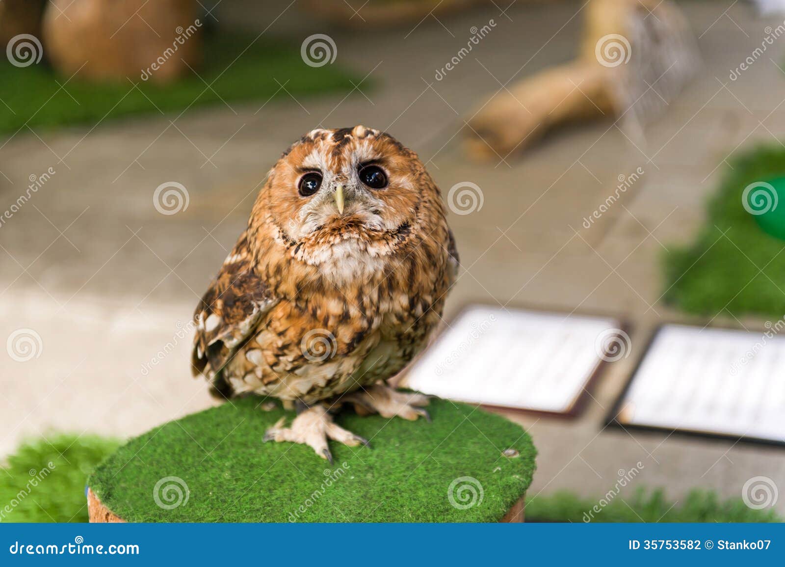 Piccolo gufo curioso fotografia stock. Immagine di gallinacei - 35753582