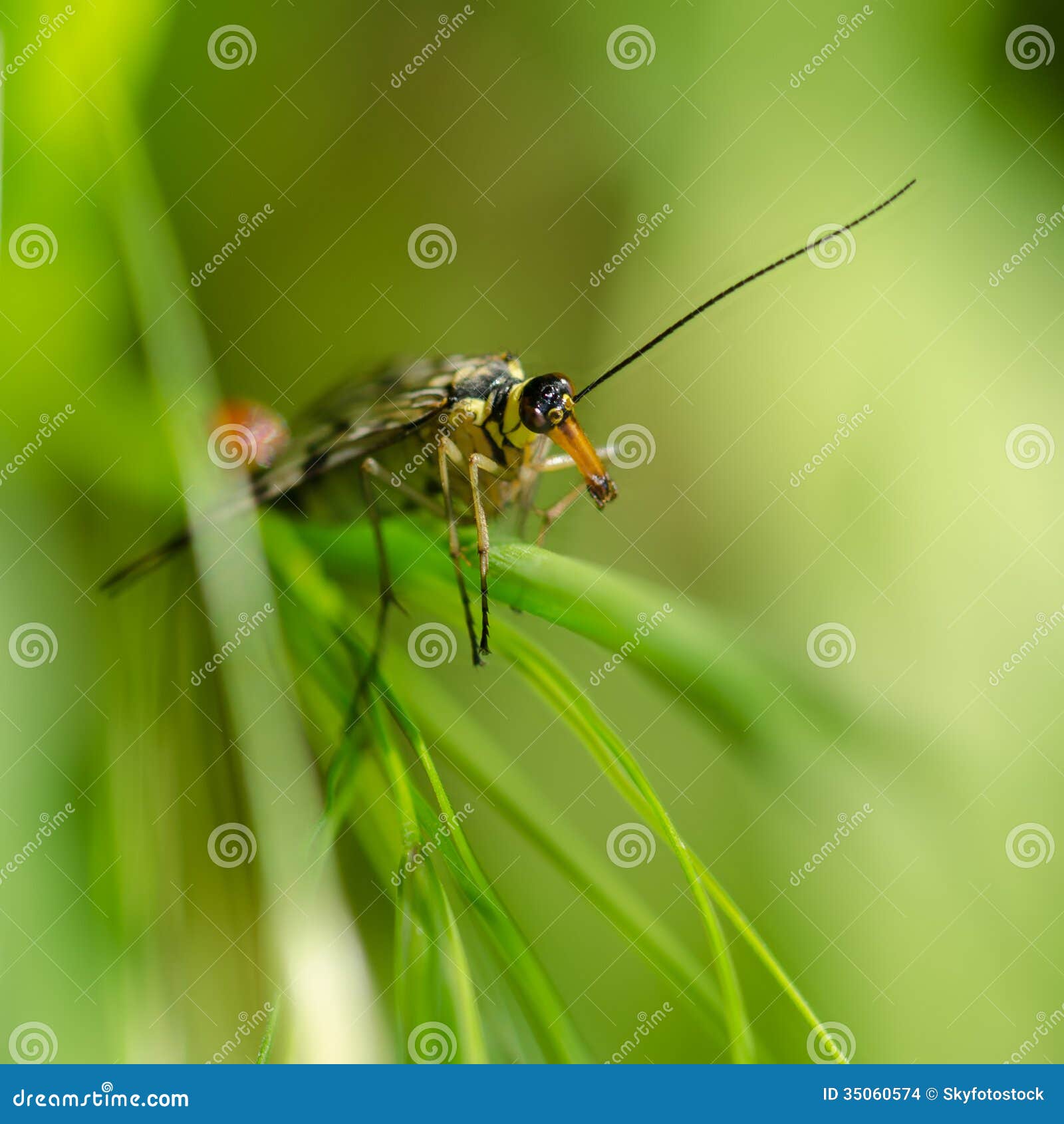 Piccolo insetto fotografia stock. Immagine di disegno - 35060574