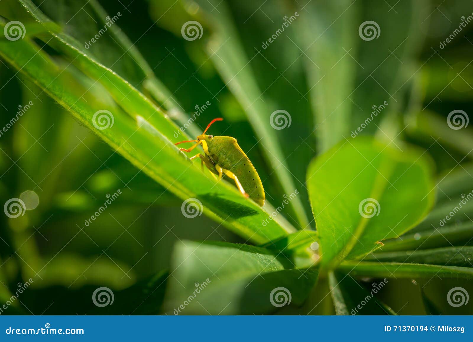 Piccolo Insetto Che Si Siede Sulla Pianta Fotografia Stock - Immagine ...