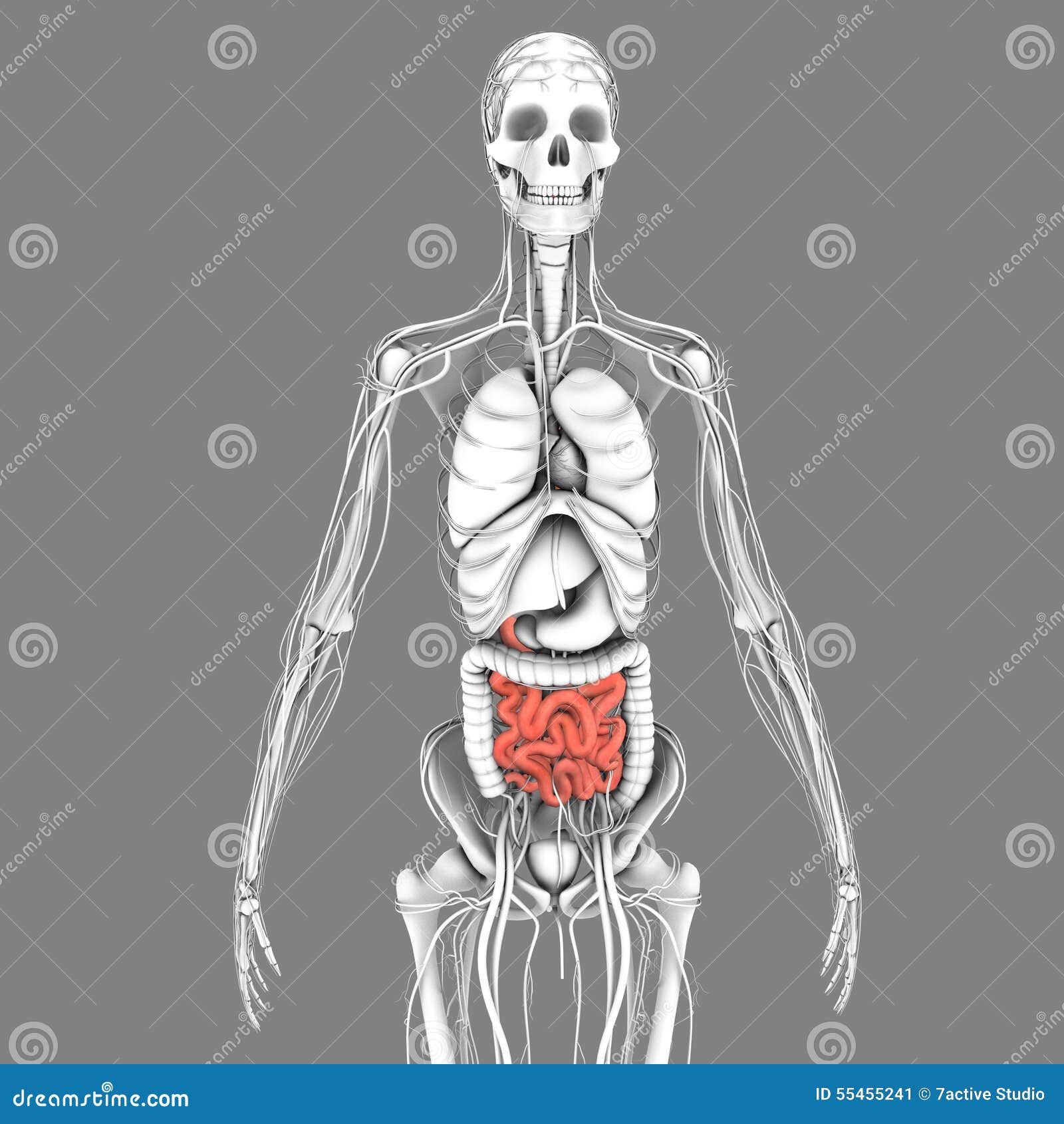 Piccolo intestino illustrazione di stock. Illustrazione di ...