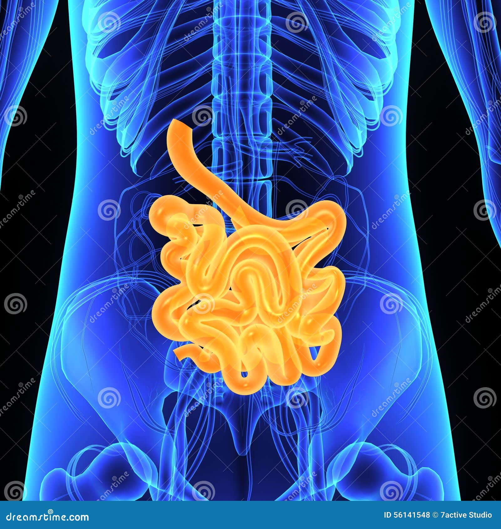 Piccolo intestino illustrazione di stock. Illustrazione di vecchio ...