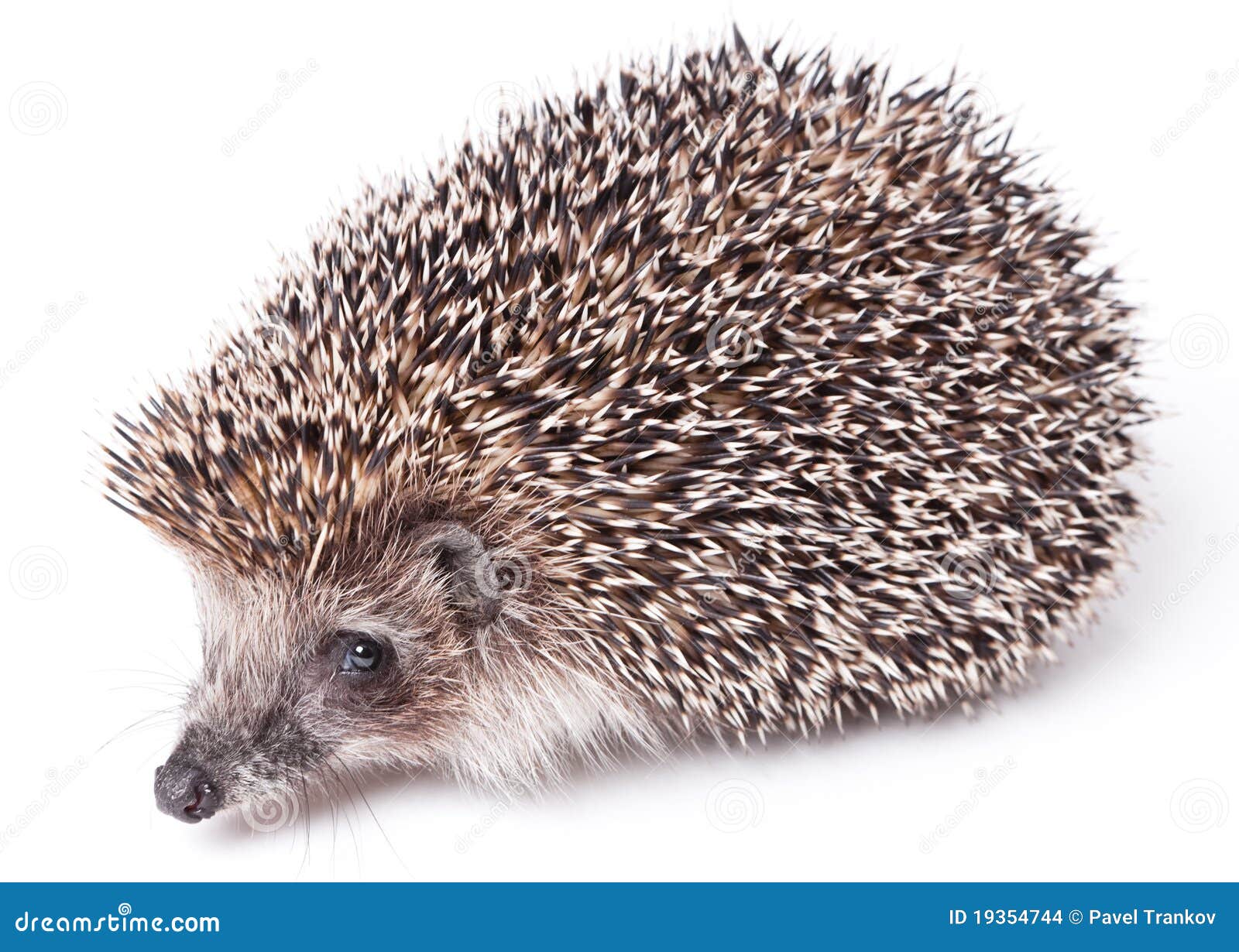 Piccolo Istrice Sveglio Isolato Su Bianco Fotografia Stock - Immagine ...