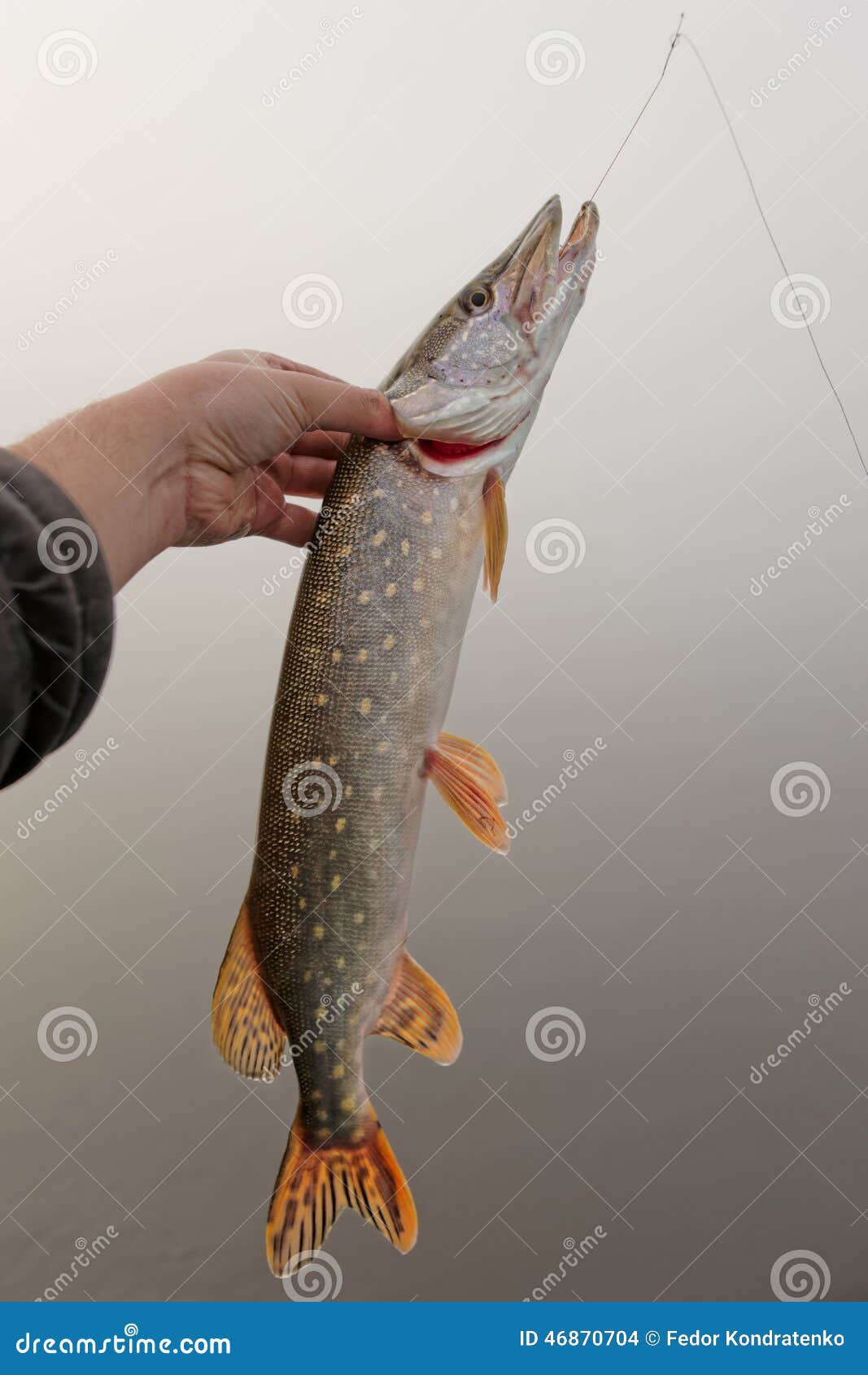 Piccolo Luccio in Mano Del Pescatore Fotografia Stock - Immagine di ...
