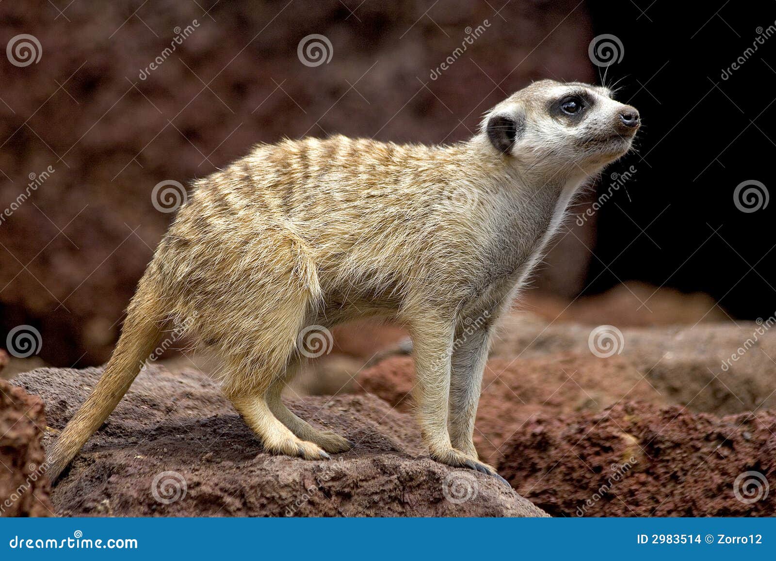 Piccolo mammifero fotografia stock. Immagine di selvaggio - 2983514