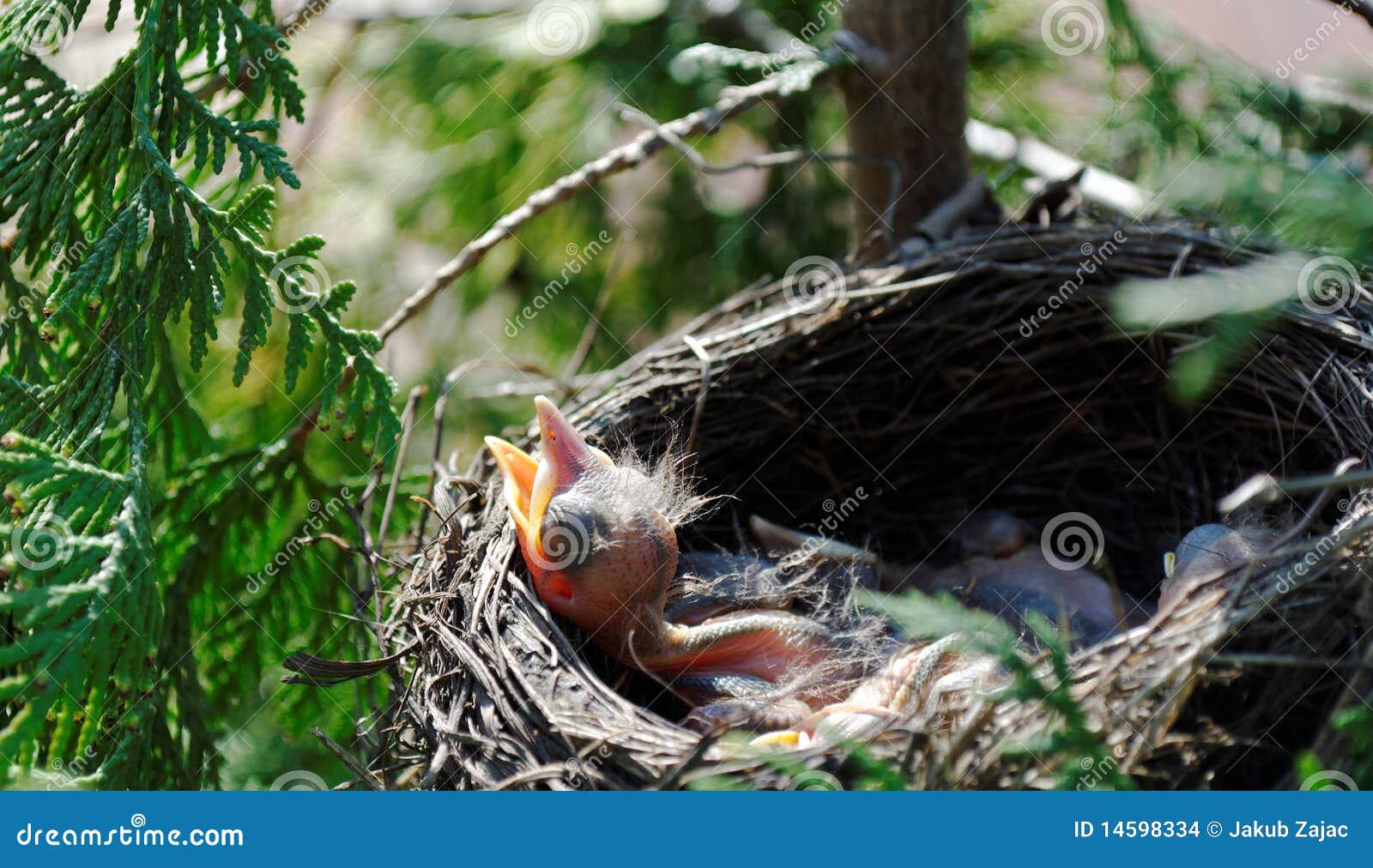 Piccolo merlo fotografia stock. Immagine di giovane, piccolo - 14598334