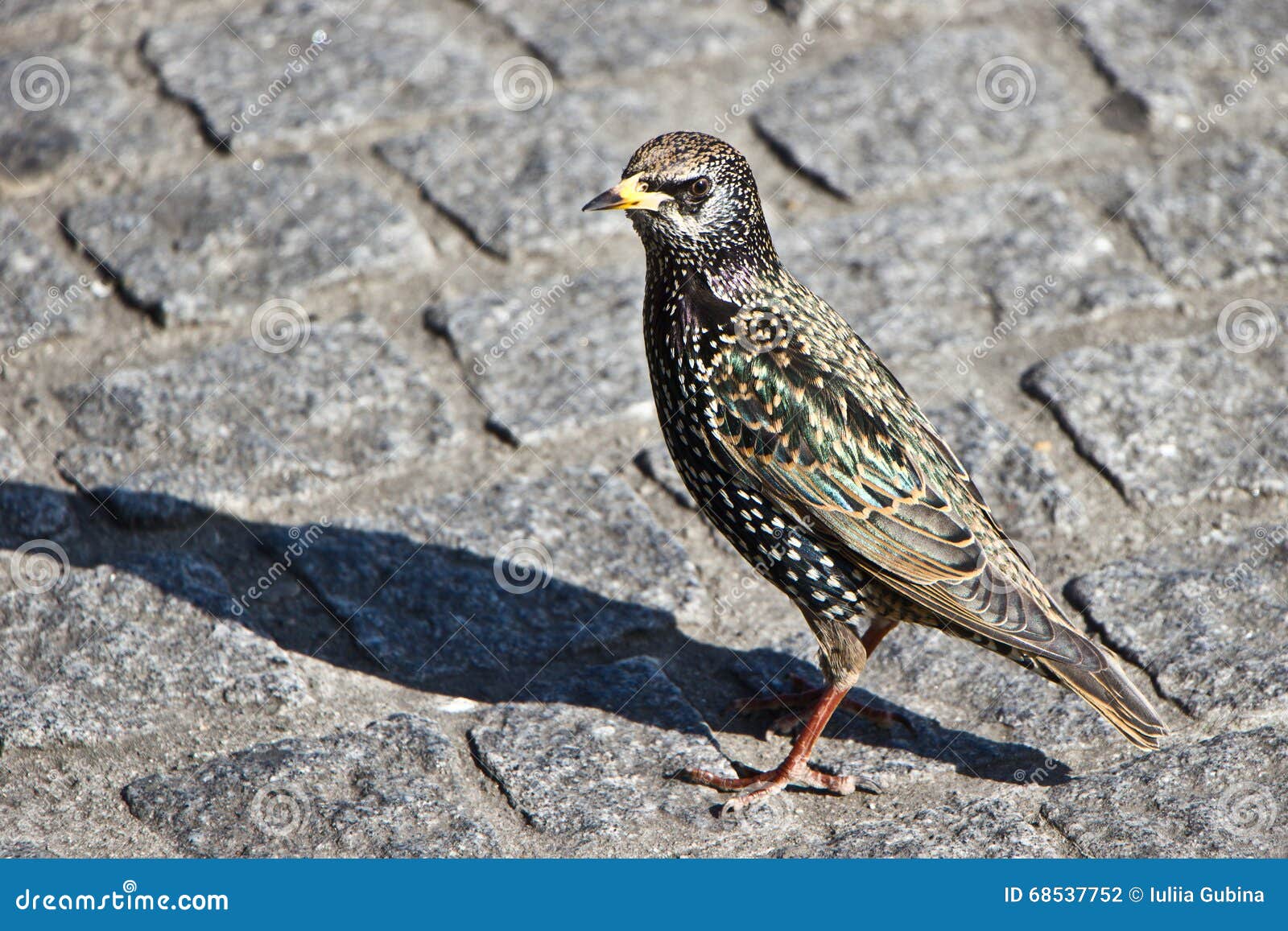 Piccolo Merlo Che Sta Sulla Strada Fotografia Stock - Immagine di ...