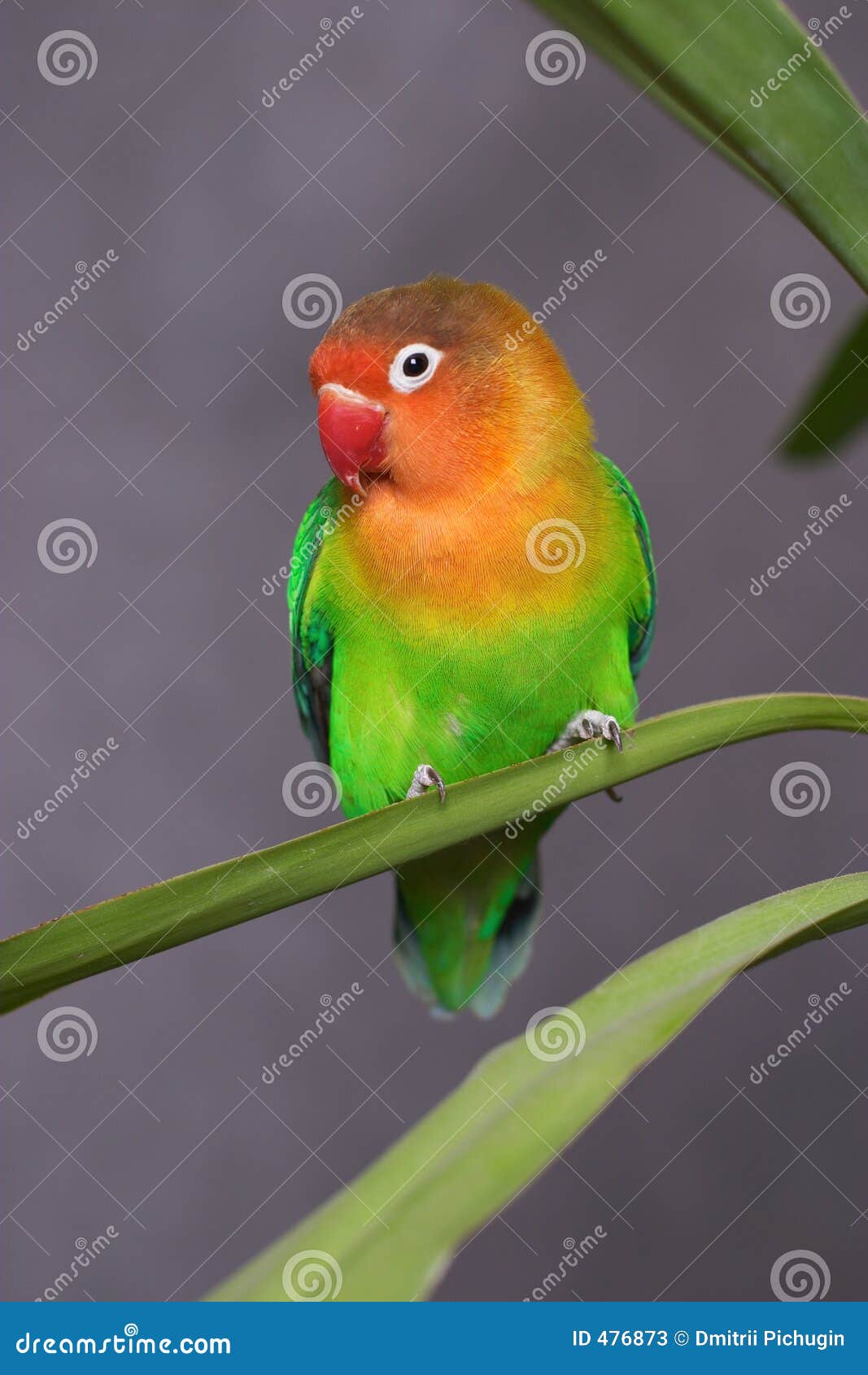 Piccolo pappagallo immagine stock. Immagine di rosso, nazionale - 476873