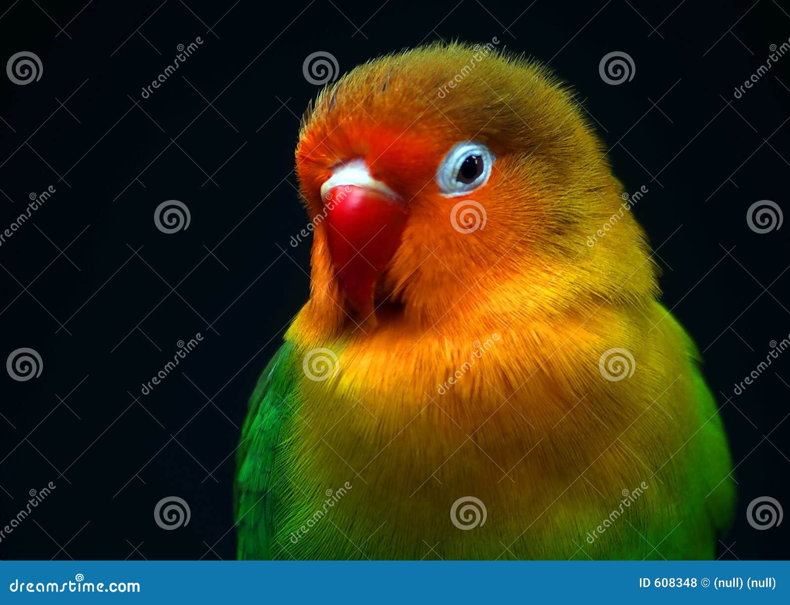 Piccolo Pappagallo Divertente Fotografia Stock - Immagine di naughty ...