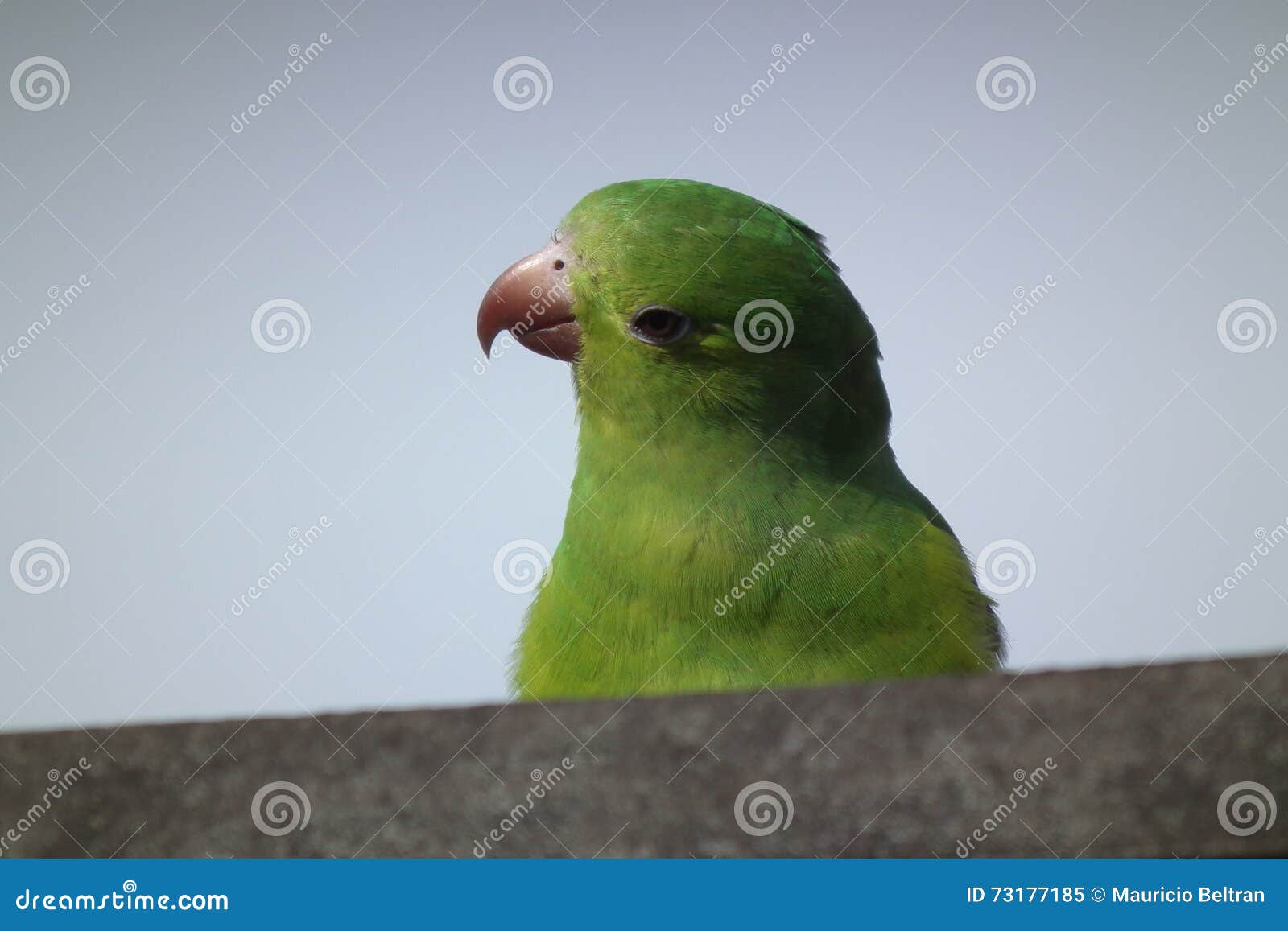 Piccolo Pappagallo (maritaca) Immagine Stock - Immagine di tetto ...