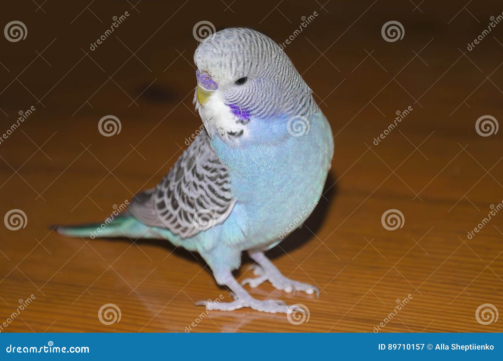 Piccolo Pappagallo Ondulato Immagine Stock - Immagine di nave, allegro ...