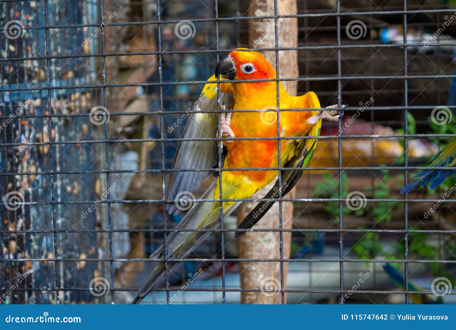 Piccolo Pappagallo Rosso E Verde Giallo Variopinto Nella Gabbia ...