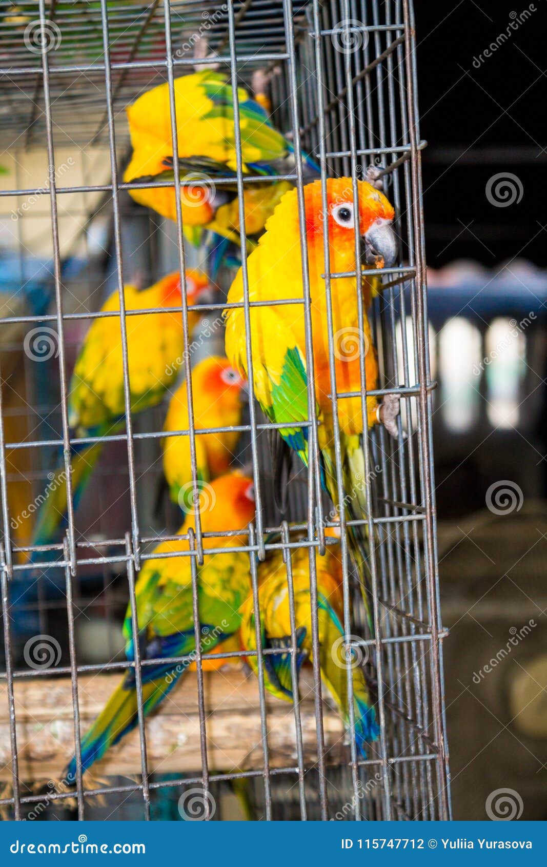 Piccolo Pappagallo Rosso E Verde Giallo Variopinto Nella Gabbia ...