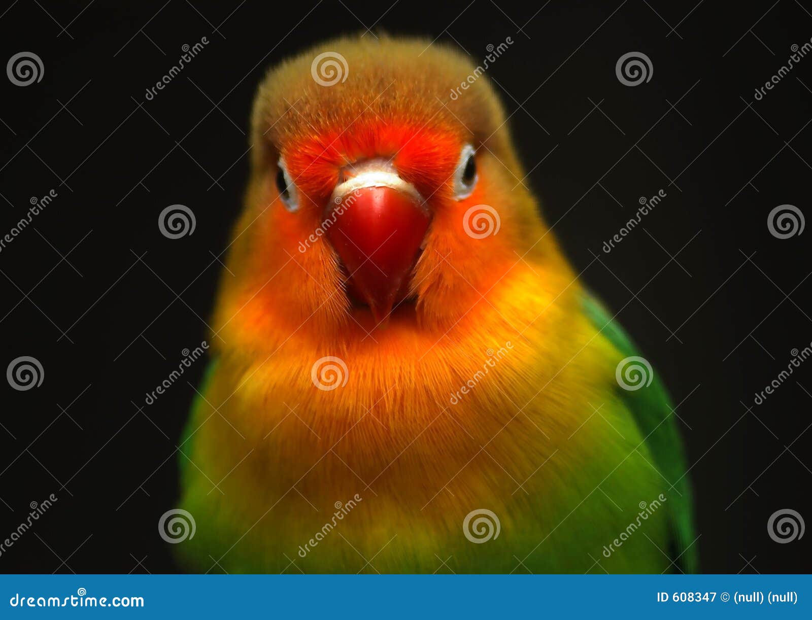 Piccolo Pappagallo Variopinto Immagine Stock - Immagine di rosso ...