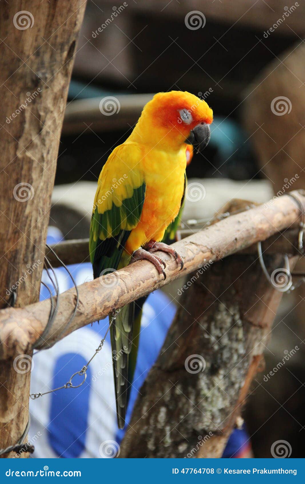 Piccolo Pappagallo Variopinto Sonnolento Fotografia Stock - Immagine di ...