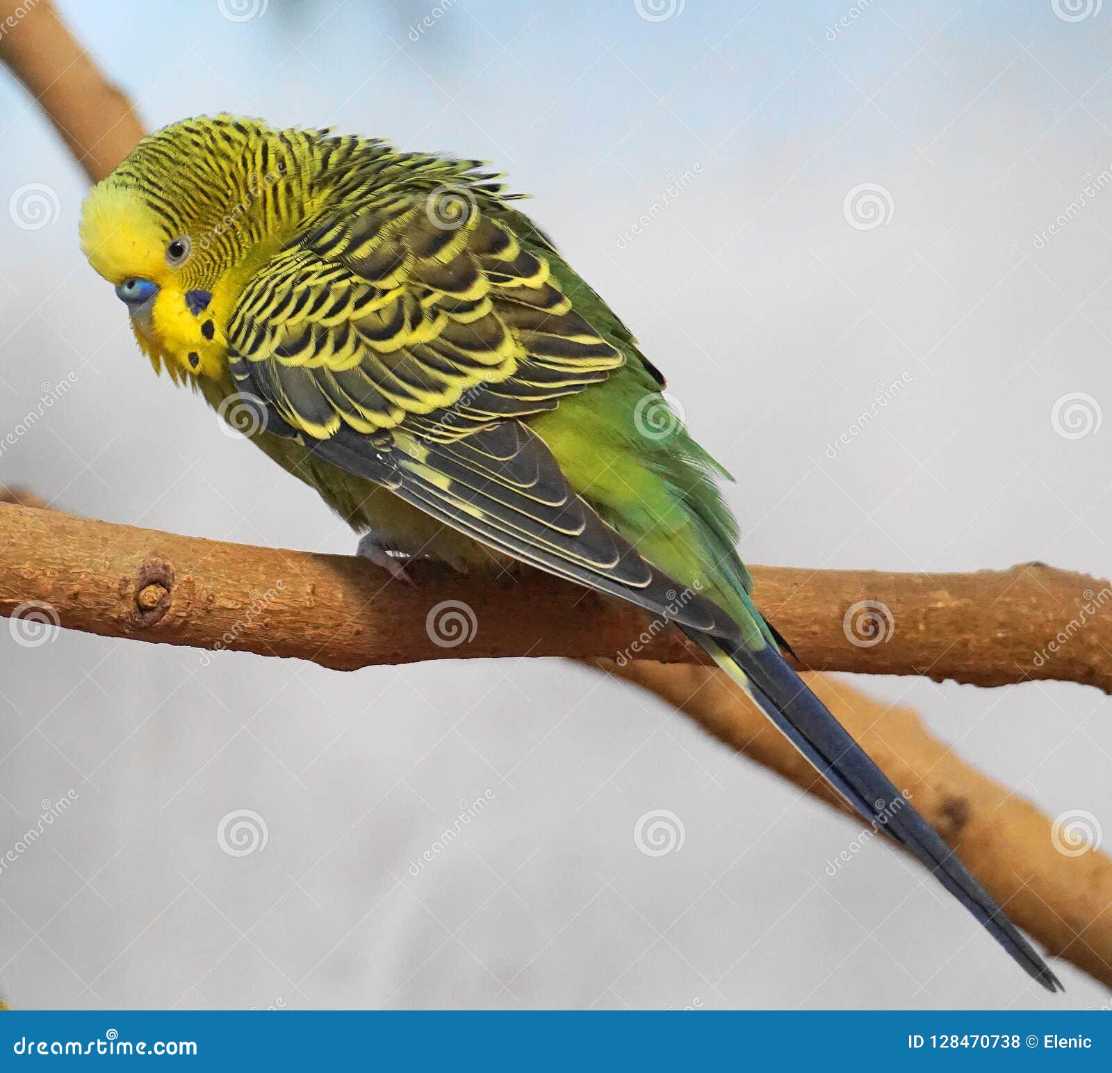 Piccolo Pappagallo Variopinto Sulla Fine Del Ramo Su Fotografia Stock ...