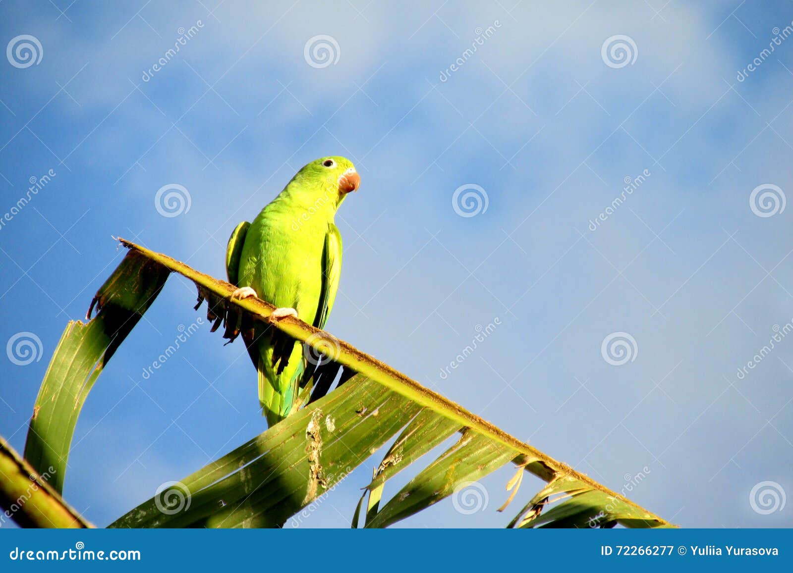 Piccolo Pappagallo Verde Su Un Ramo Della Palma Immagine Stock ...