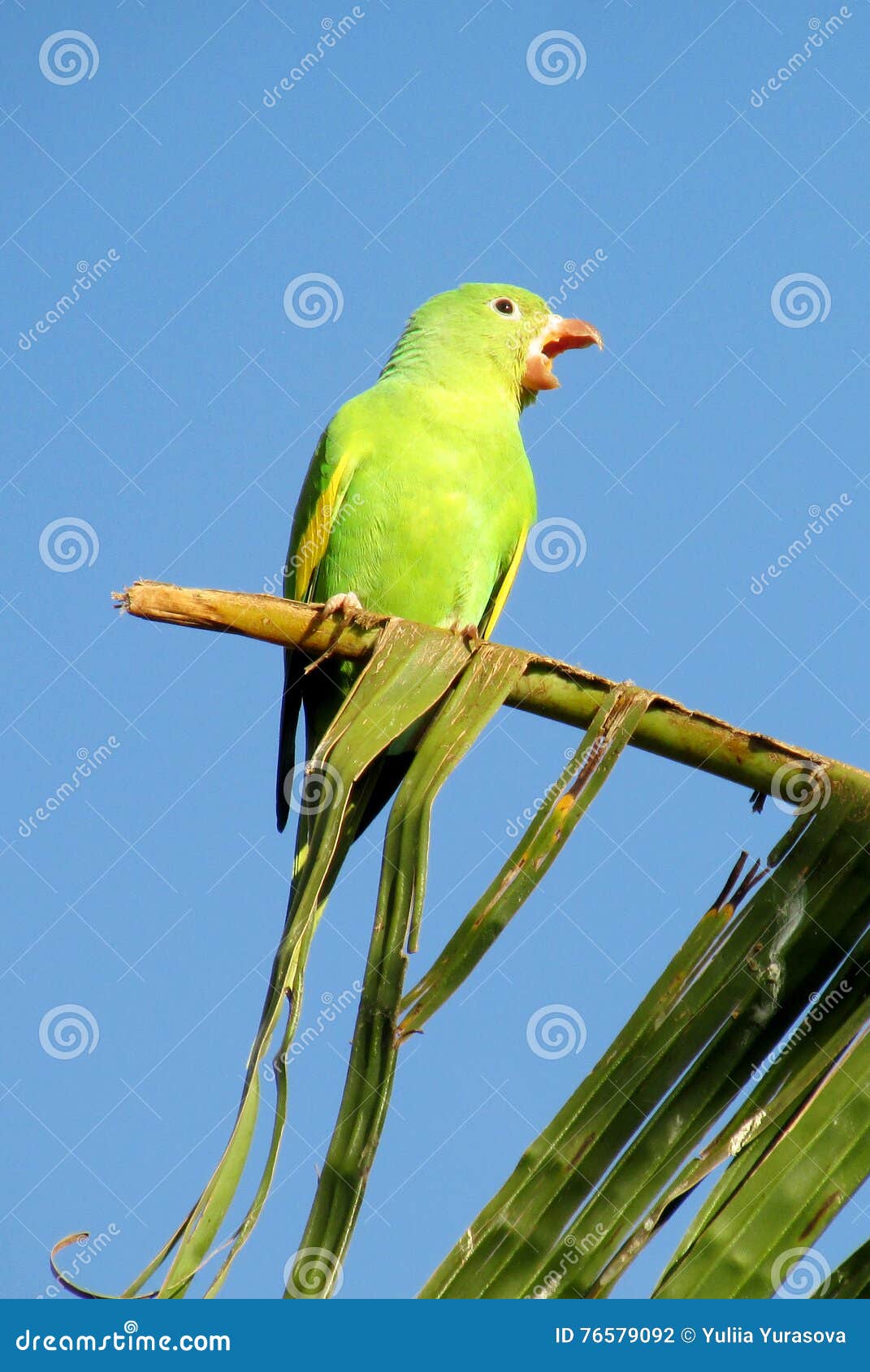 Piccolo Pappagallo Verde Su Un Ramo Della Palma Fotografia Stock ...