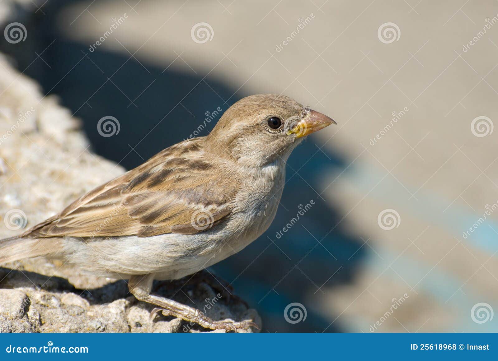 Piccolo passero fotografia stock. Immagine di aperto - 25618968
