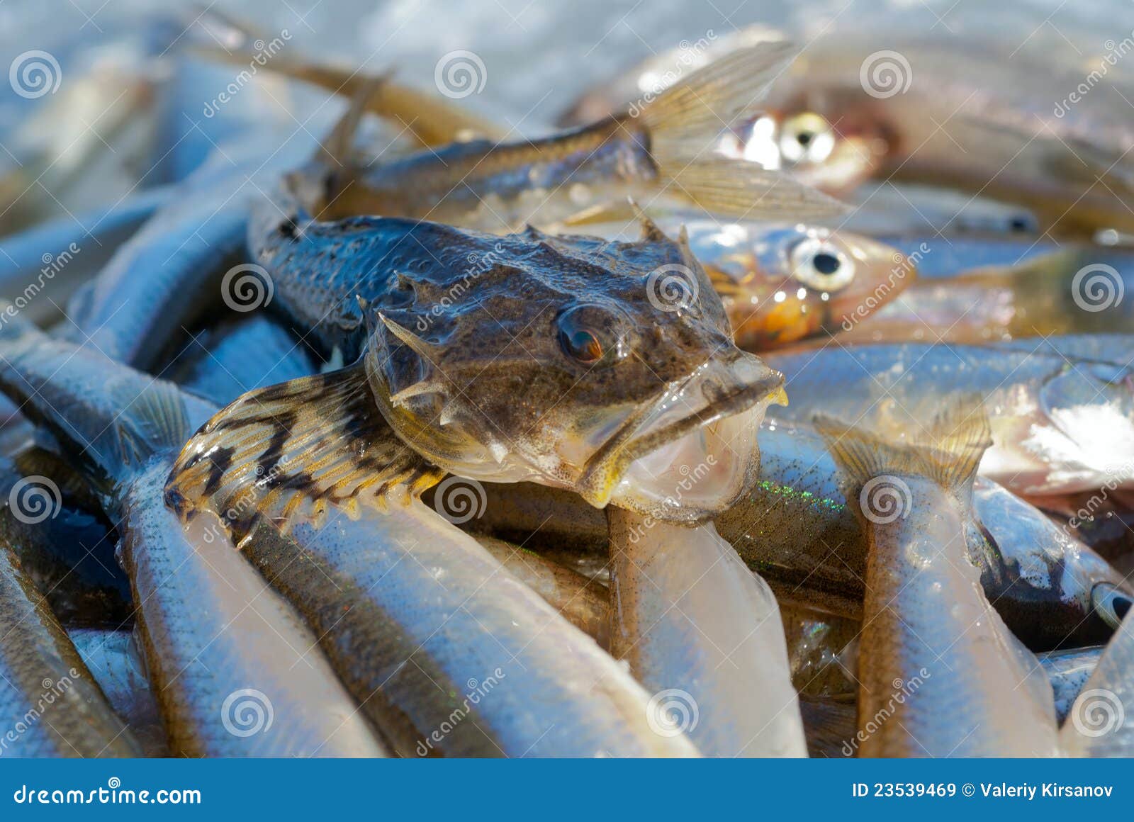 Piccolo Pesce Burro Maculato 3 Immagine Stock - Immagine di sfondo ...