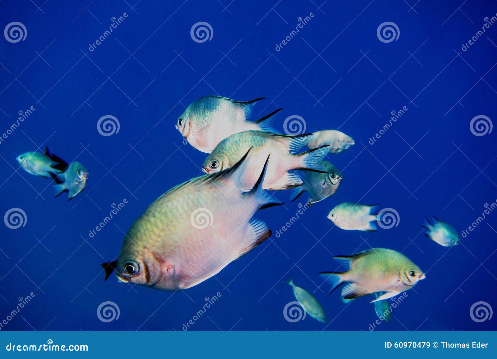 Piccolo Pesce D'argento Nel Mare Blu Immagine Stock - Immagine di mare ...