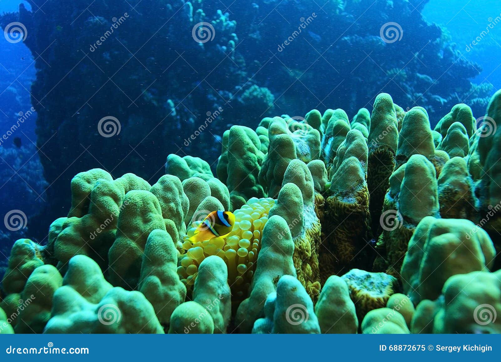 Piccolo pesce di corallo immagine stock. Immagine di sano - 68872675