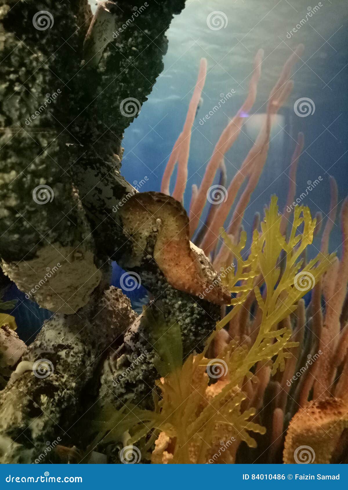 Piccolo Pesce Di Mare Dell'ippocampo Come Corallo Fotografia Stock ...