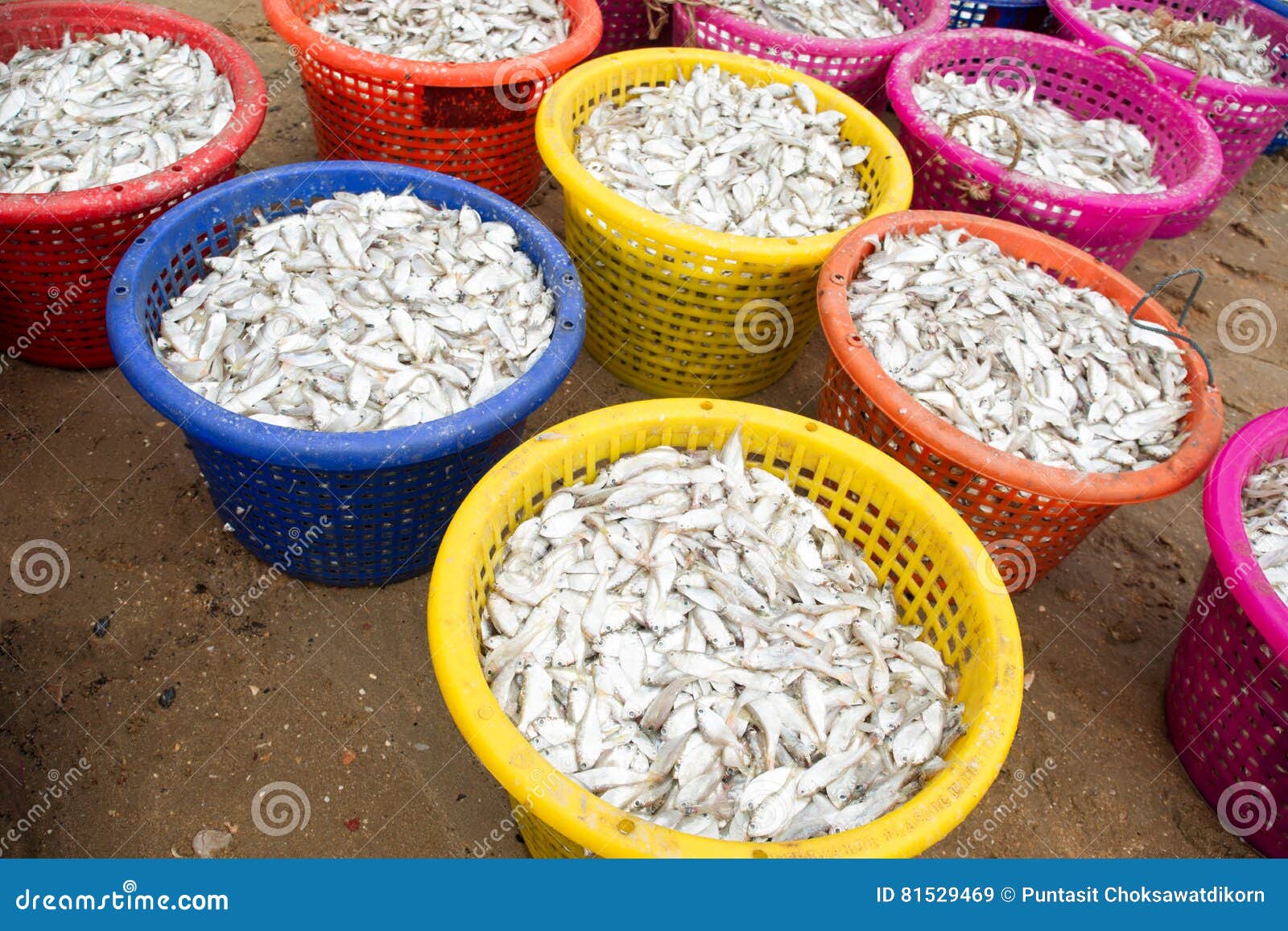 Piccolo Pesce in Secchio Variopinto Immagine Stock - Immagine di ...