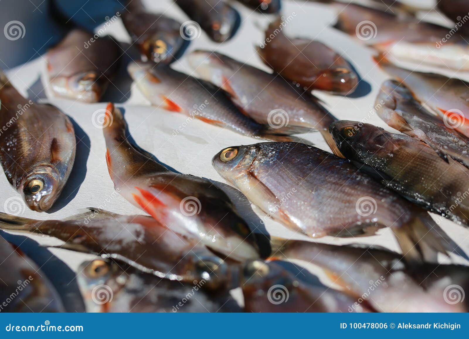 Piccolo pesce sulla tavola fotografia stock. Immagine di pesci - 100478006