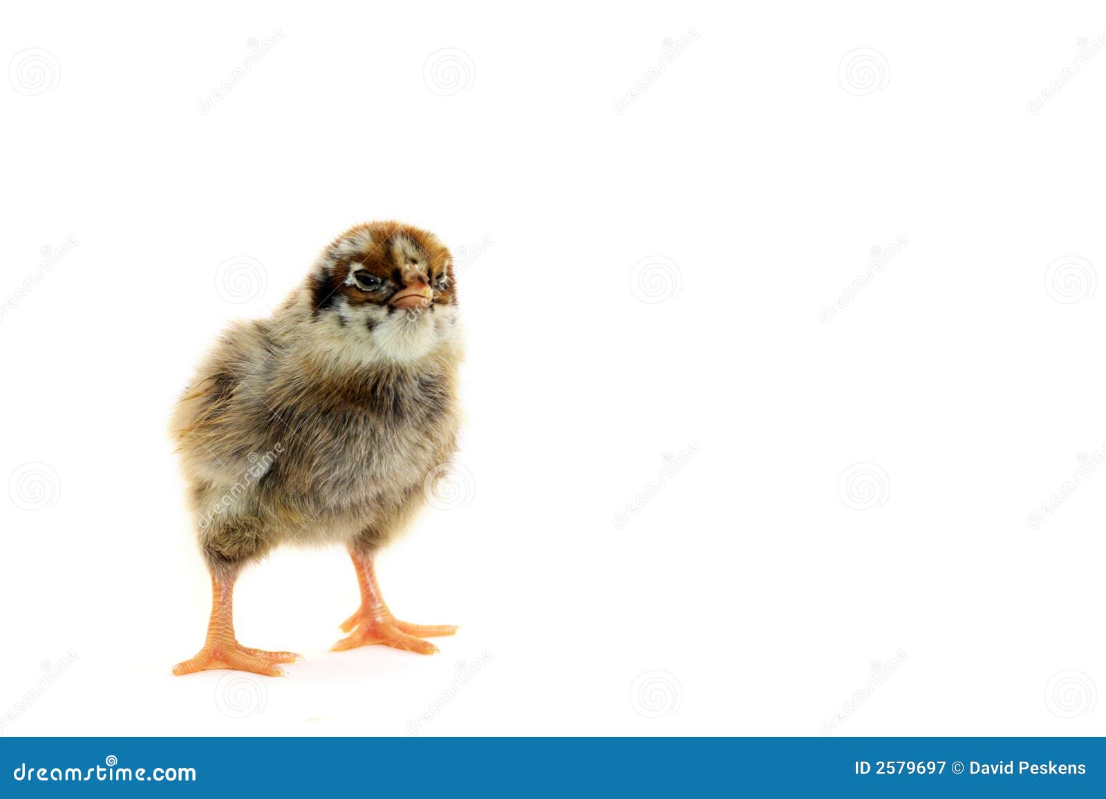 Piccolo pollo immagine stock. Immagine di pollo, pollame - 2579697