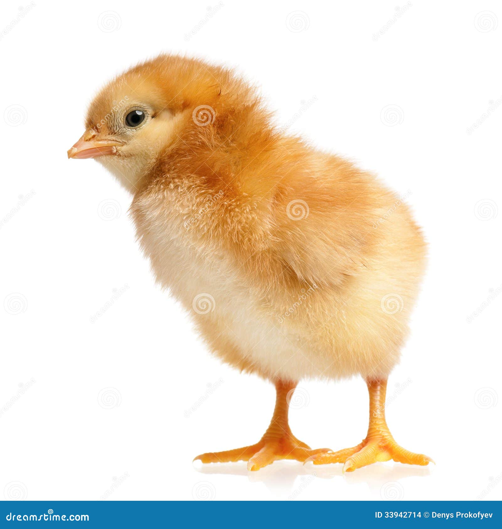 Piccolo pollo fotografia stock. Immagine di peloso, bestiame - 33942714