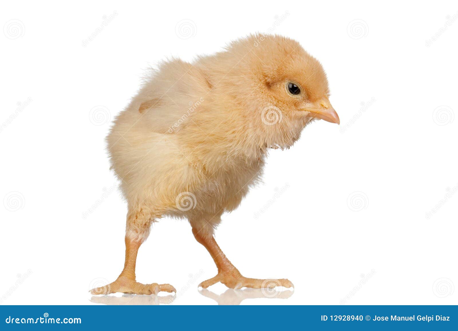 Piccolo pollo giallo fotografia stock. Immagine di isolato - 12928940
