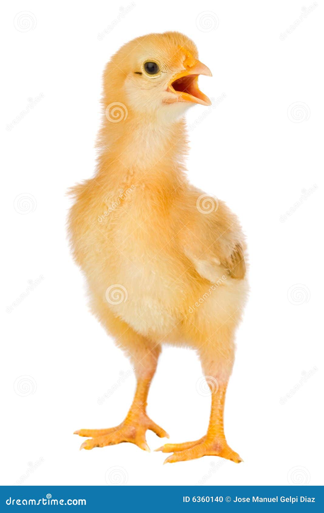 Piccolo pollo giallo fotografia stock. Immagine di sopportato - 6360140