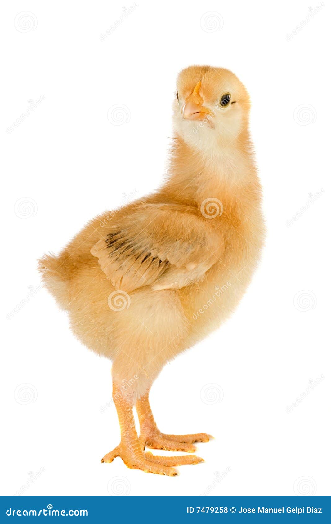 Piccolo pollo giallo fotografia stock. Immagine di morbido - 7479258