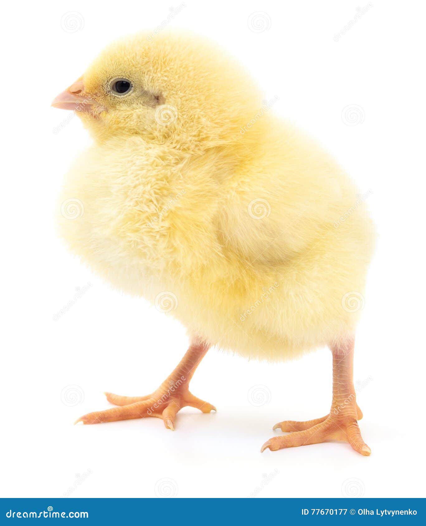 Piccolo pollo giallo immagine stock. Immagine di bestiame - 77670177