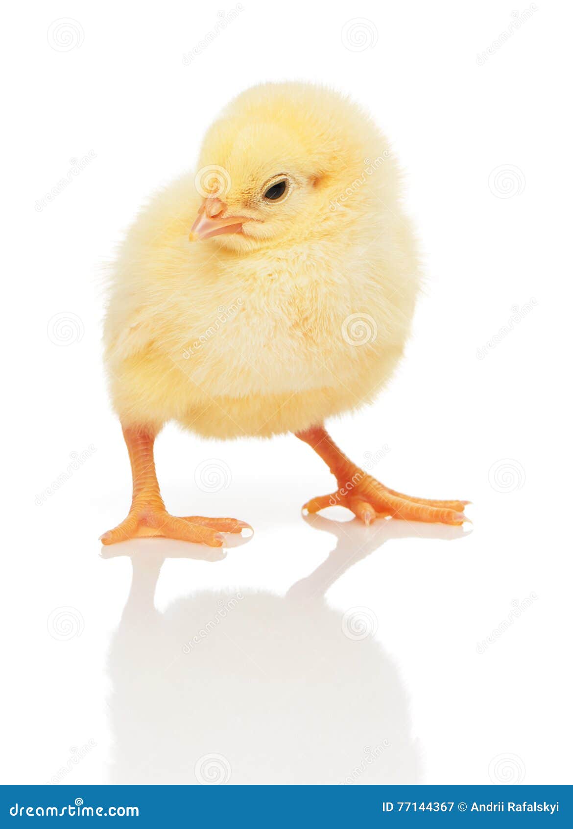 Piccolo Pollo Giallo Isolato Su Bianco Immagine Stock - Immagine di ...