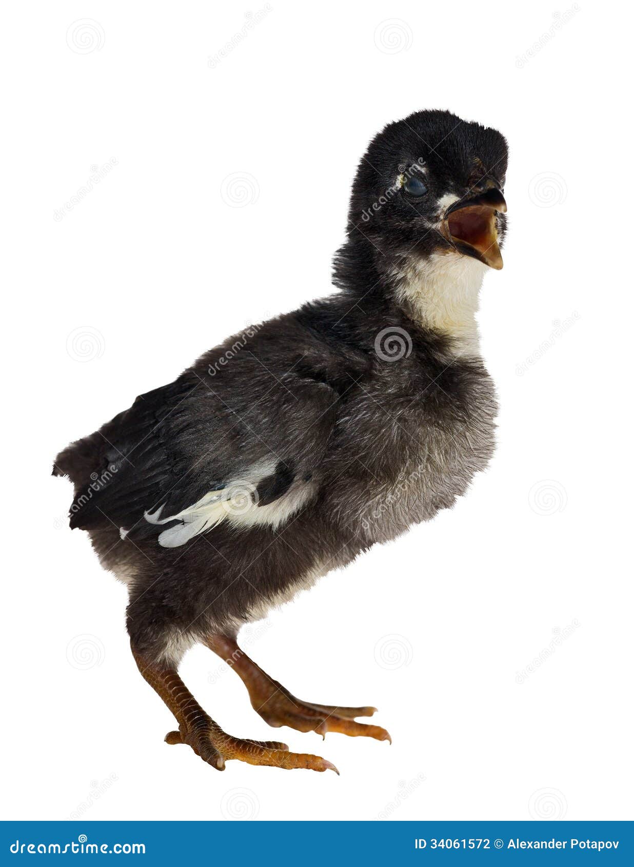 Piccolo Pollo Nero Isolato Su Bianco Fotografia Stock - Immagine di ...
