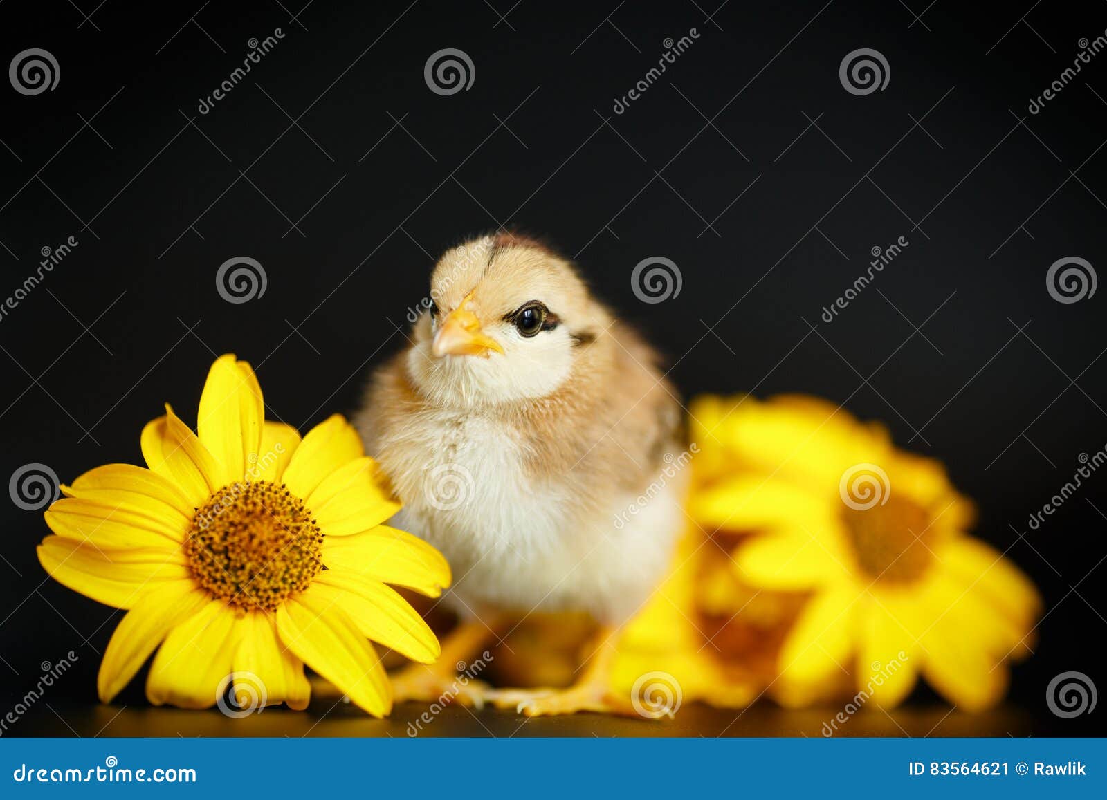 Piccolo Pulcino Con Le Margherite Immagine Stock - Immagine di sfondo ...