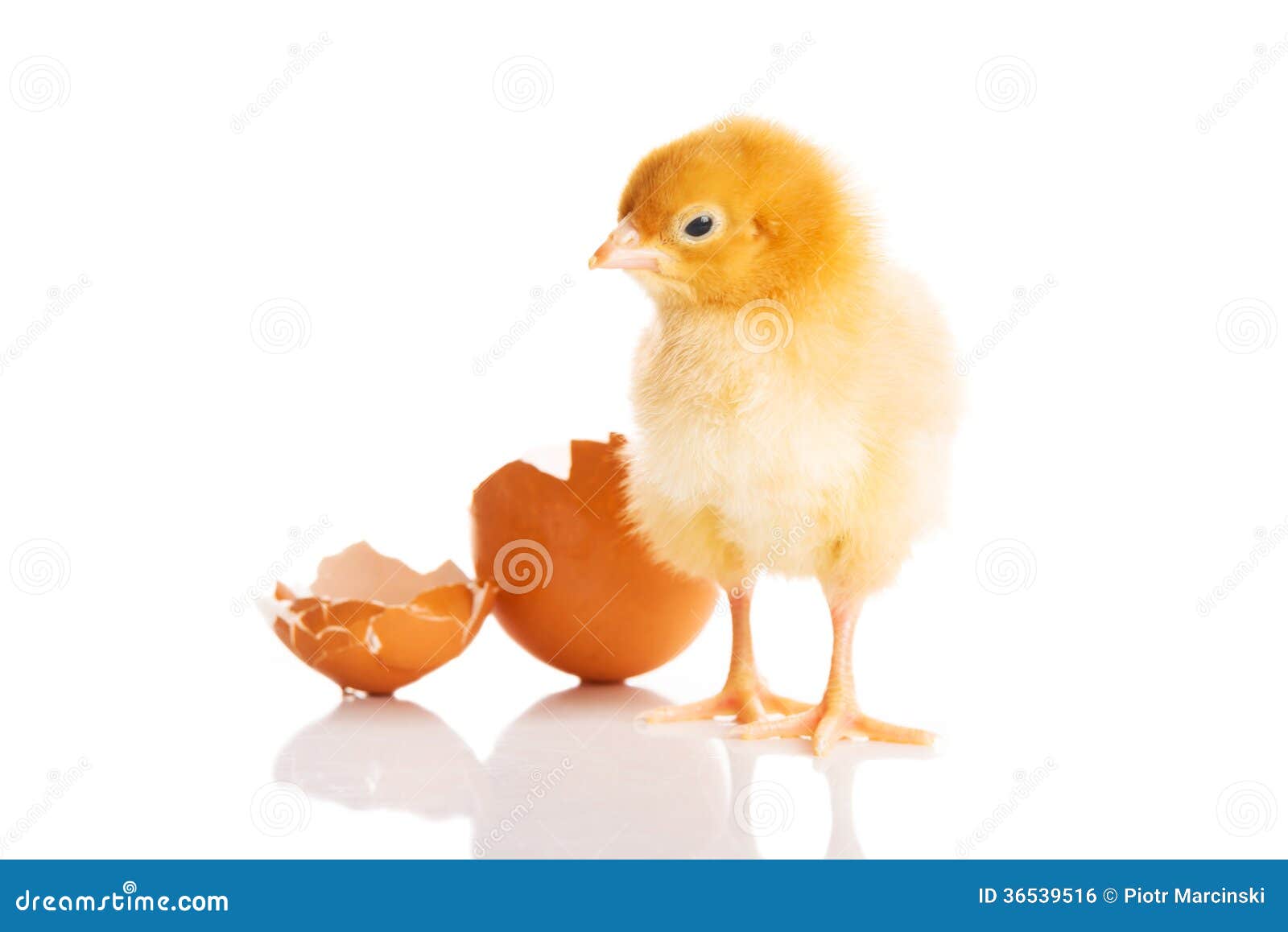 Piccolo Pulcino Giallo Con L'uovo. Fotografia Stock - Immagine di ...