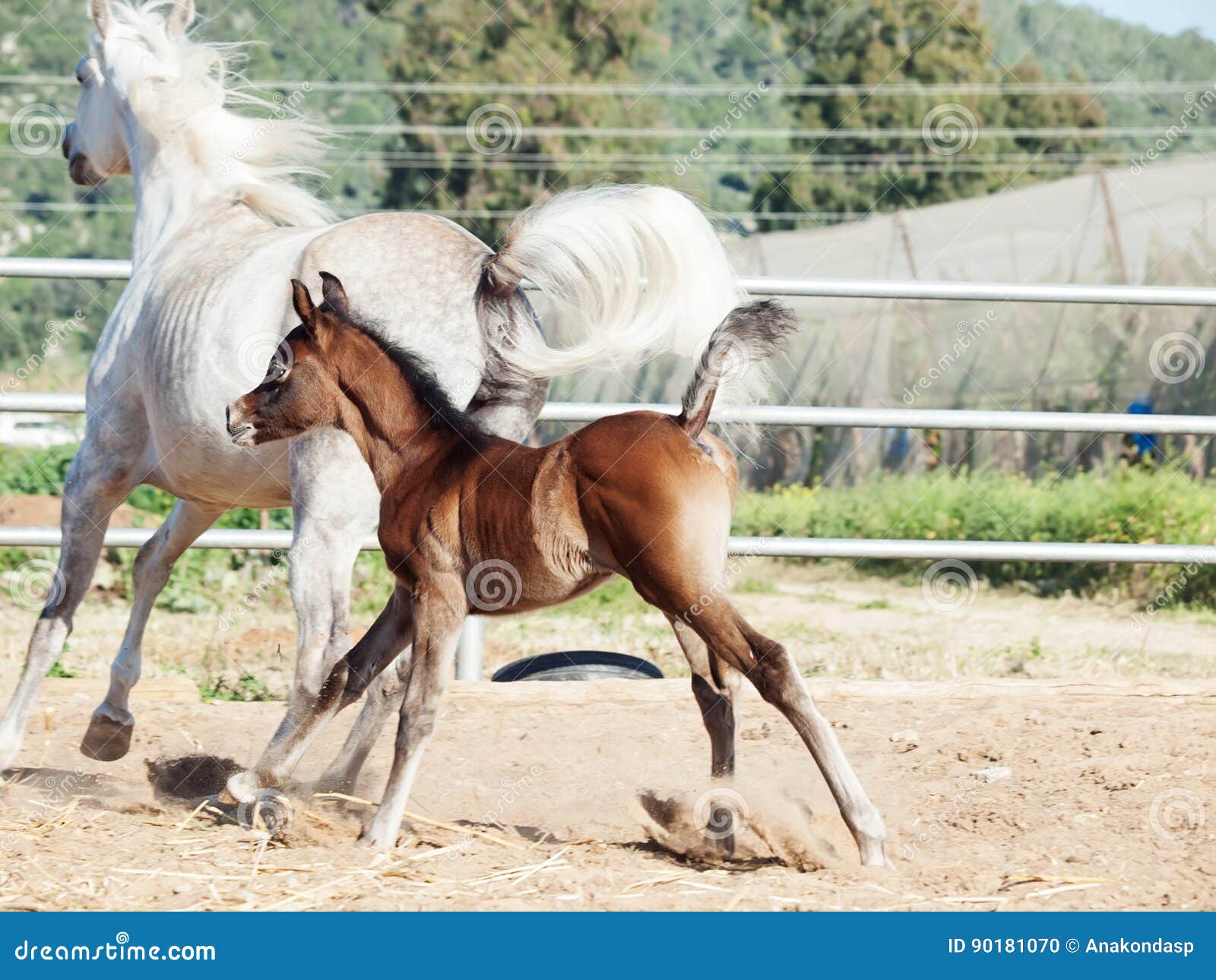 Piccolo Puledro Arabo Corrente Con La Mamma Fotografia Stock - Immagine ...