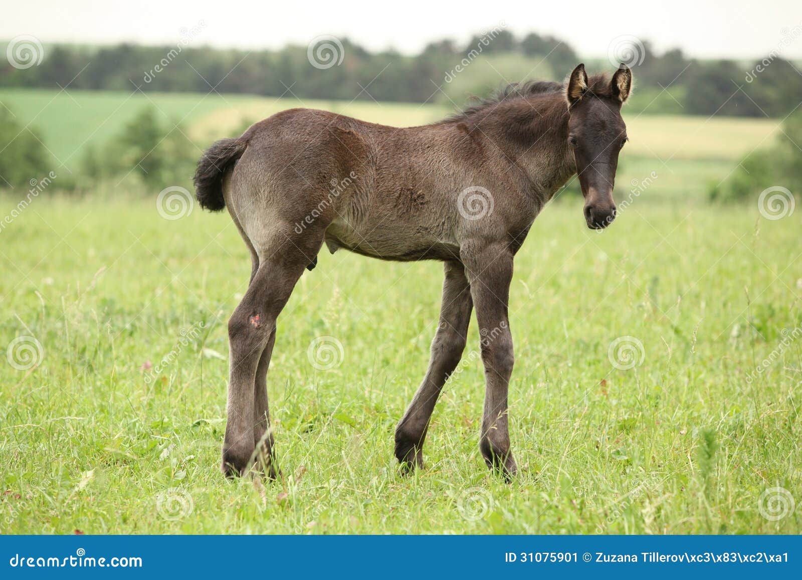 Piccolo Puledro Frisone Che Vi Esamina Immagine Stock - Immagine di ...
