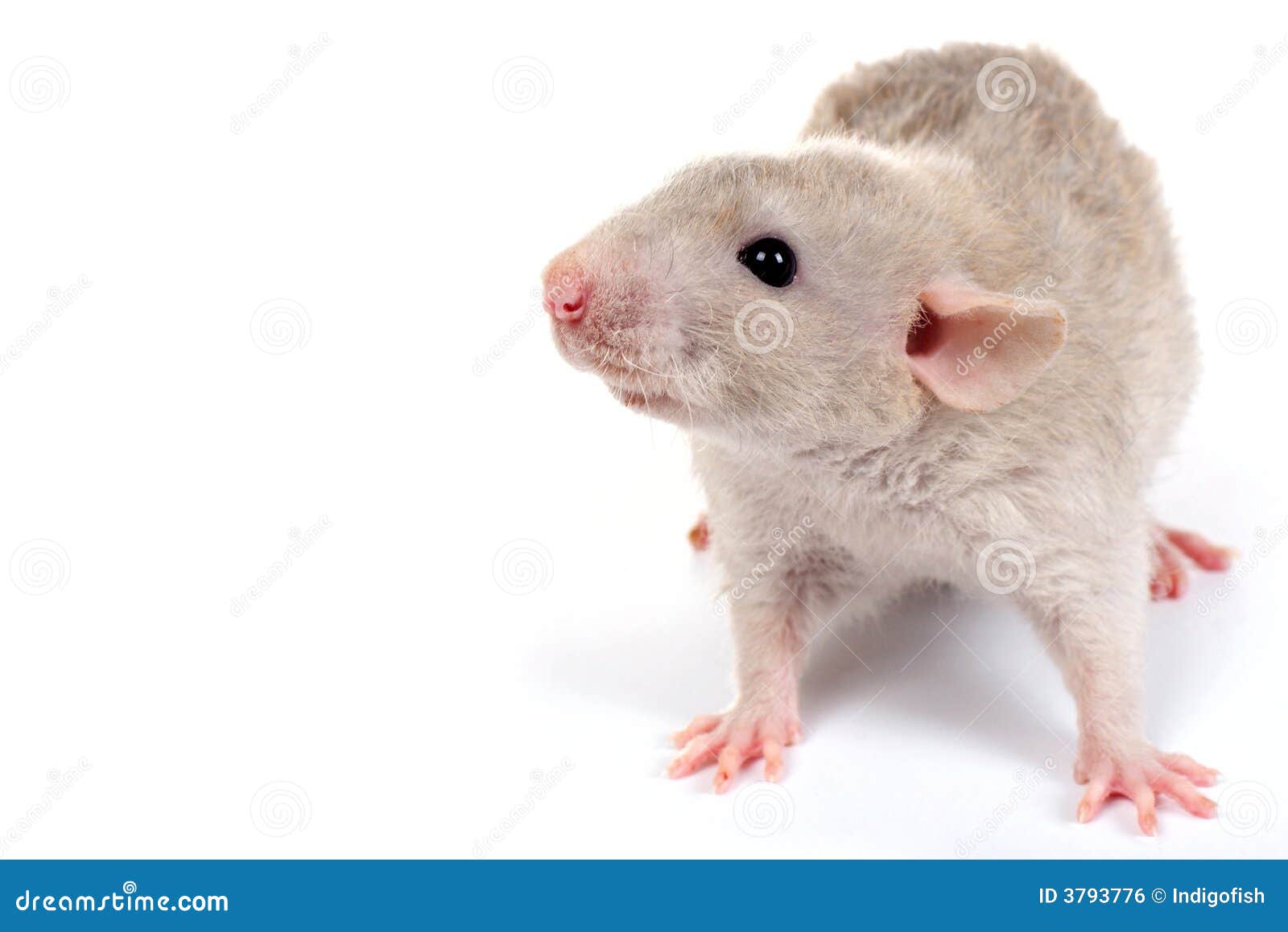 Piccolo ratto fotografia stock. Immagine di ratto, roditore - 3793776