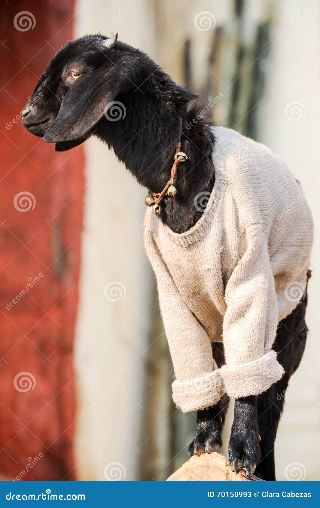 Piccolo Ritratto Vestito Della Capra Immagine Stock - Immagine di ...