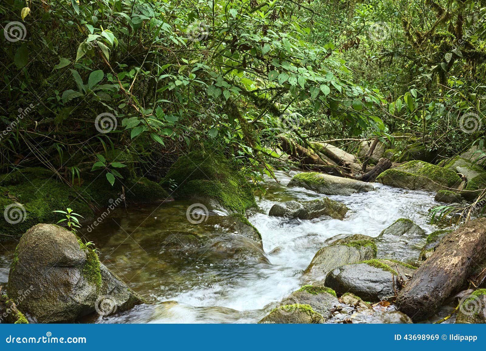 Piccolo Ruscello Con Le Piante Immagine Stock - Immagine di foresta ...