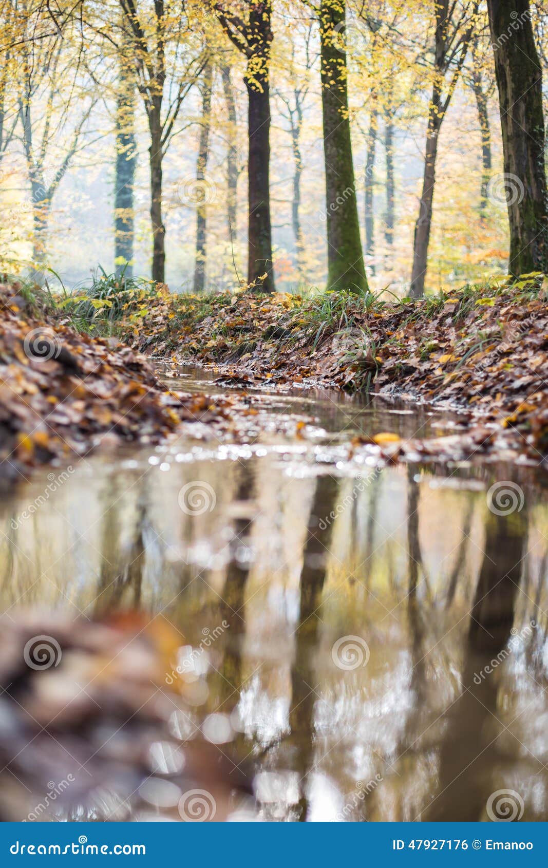 Piccolo Ruscello in Foresta Autunnale Fotografia Stock - Immagine di ...