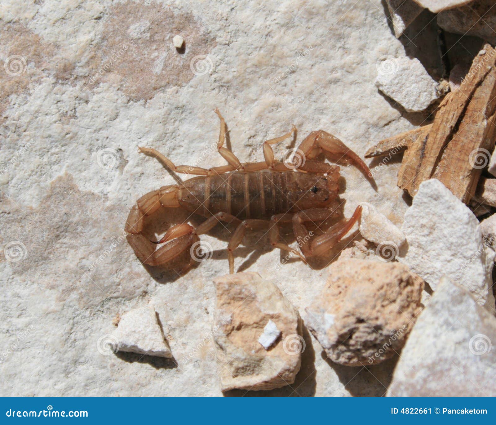 Piccolo scorpione marrone immagine stock. Immagine di punzonatura - 4822661