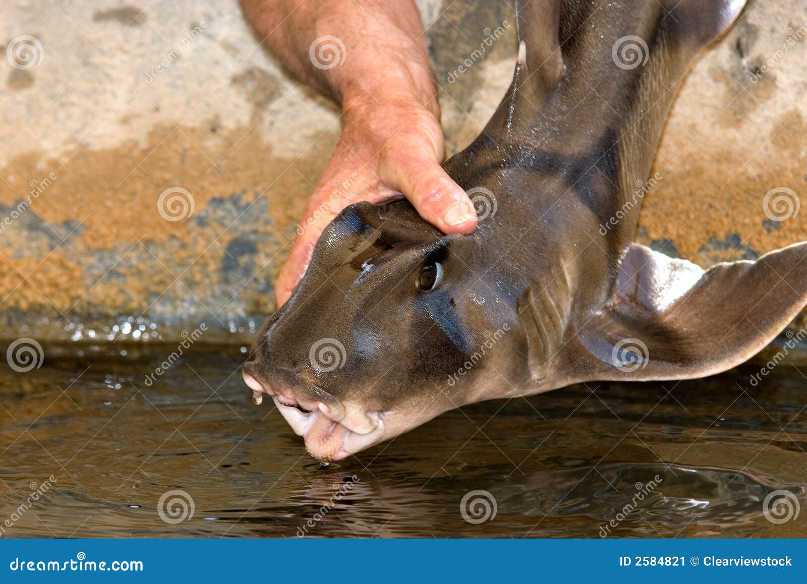 Piccolo Squalo Di Jackson Della Porta Immagine Stock - Immagine di ...