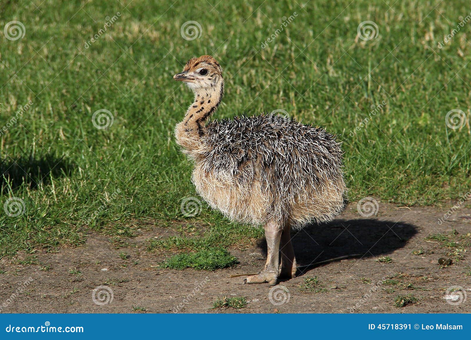 Piccolo struzzo immagine stock. Immagine di piedini, uccello - 45718391