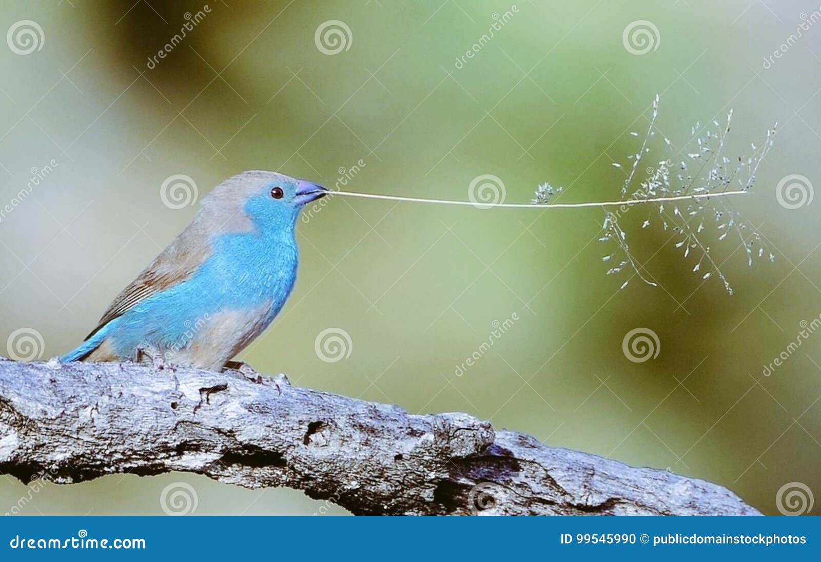 Piccolo Uccello Canoro Con Il Ramoscello Immagine. Immagine: 99545990