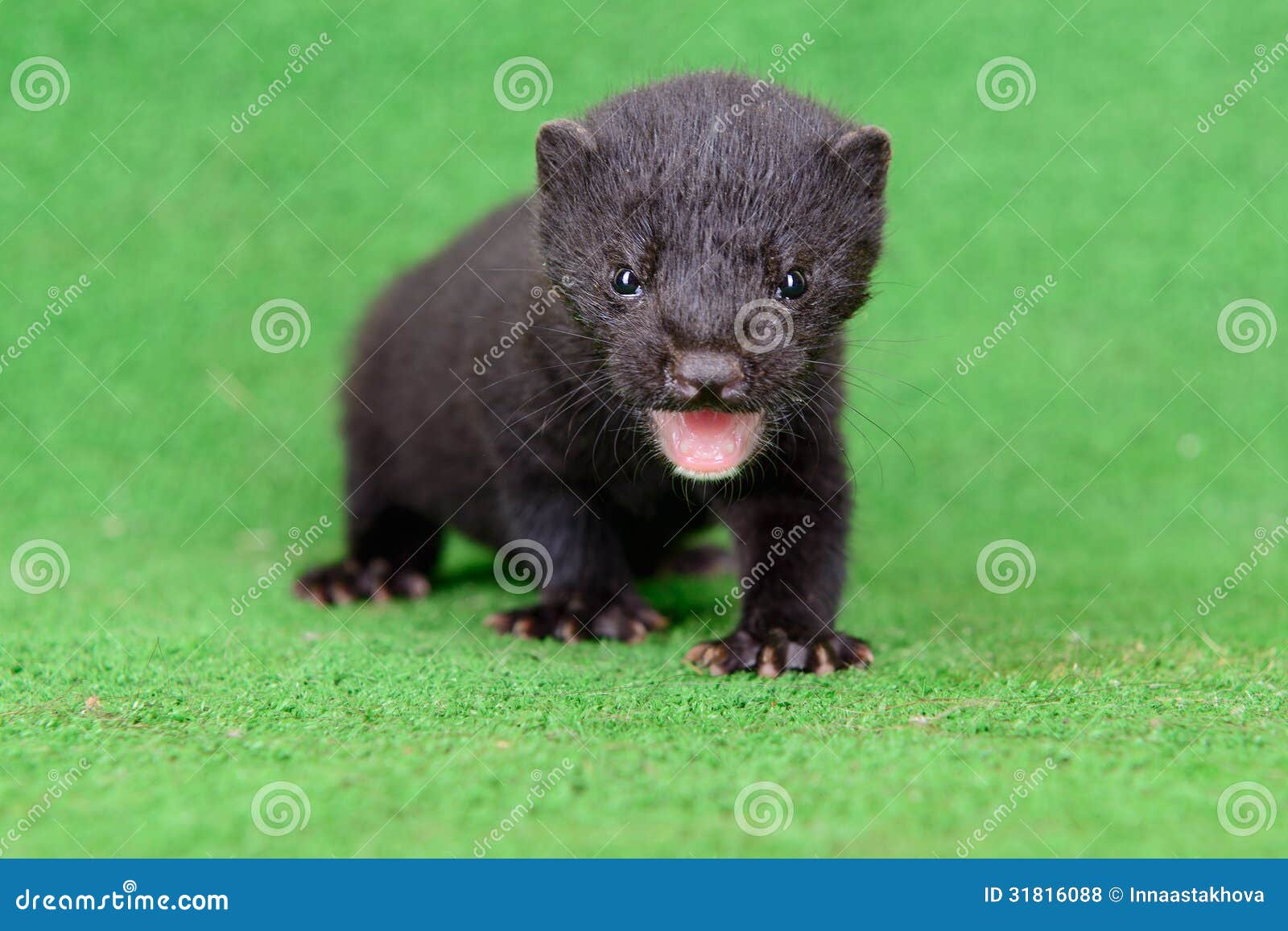 Piccolo visone animale fotografia stock. Immagine di giocoso - 31816088